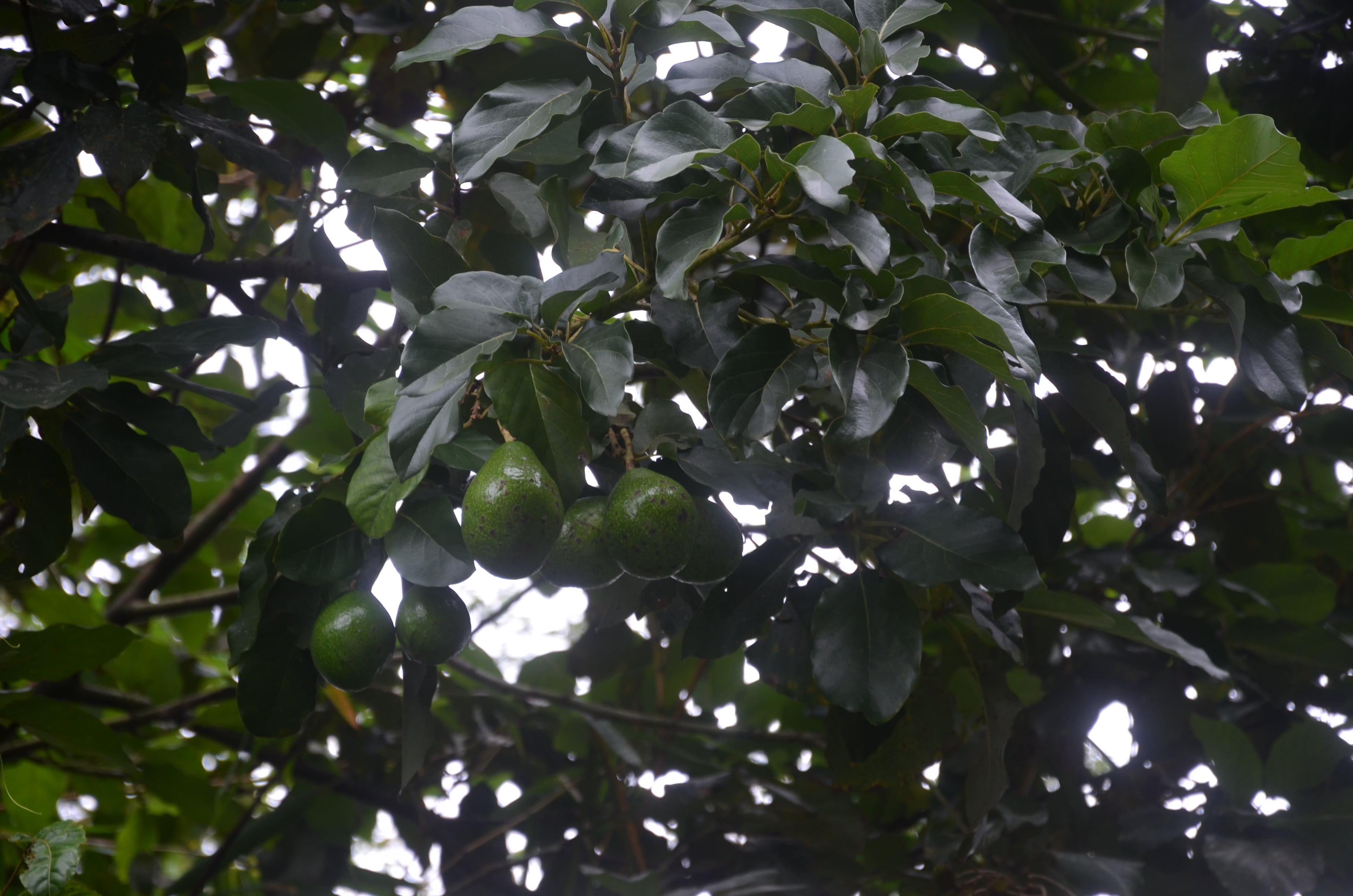 Thuru Kapakaru | Tree List