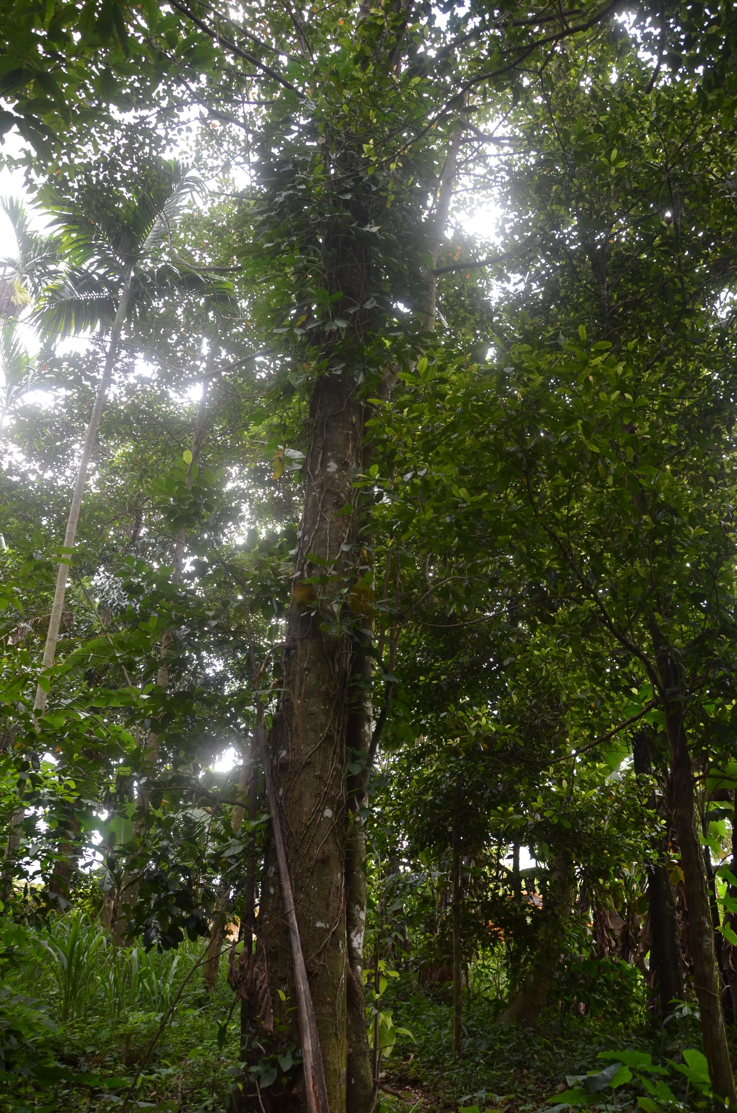 Thuru Kapakaru | Tree List