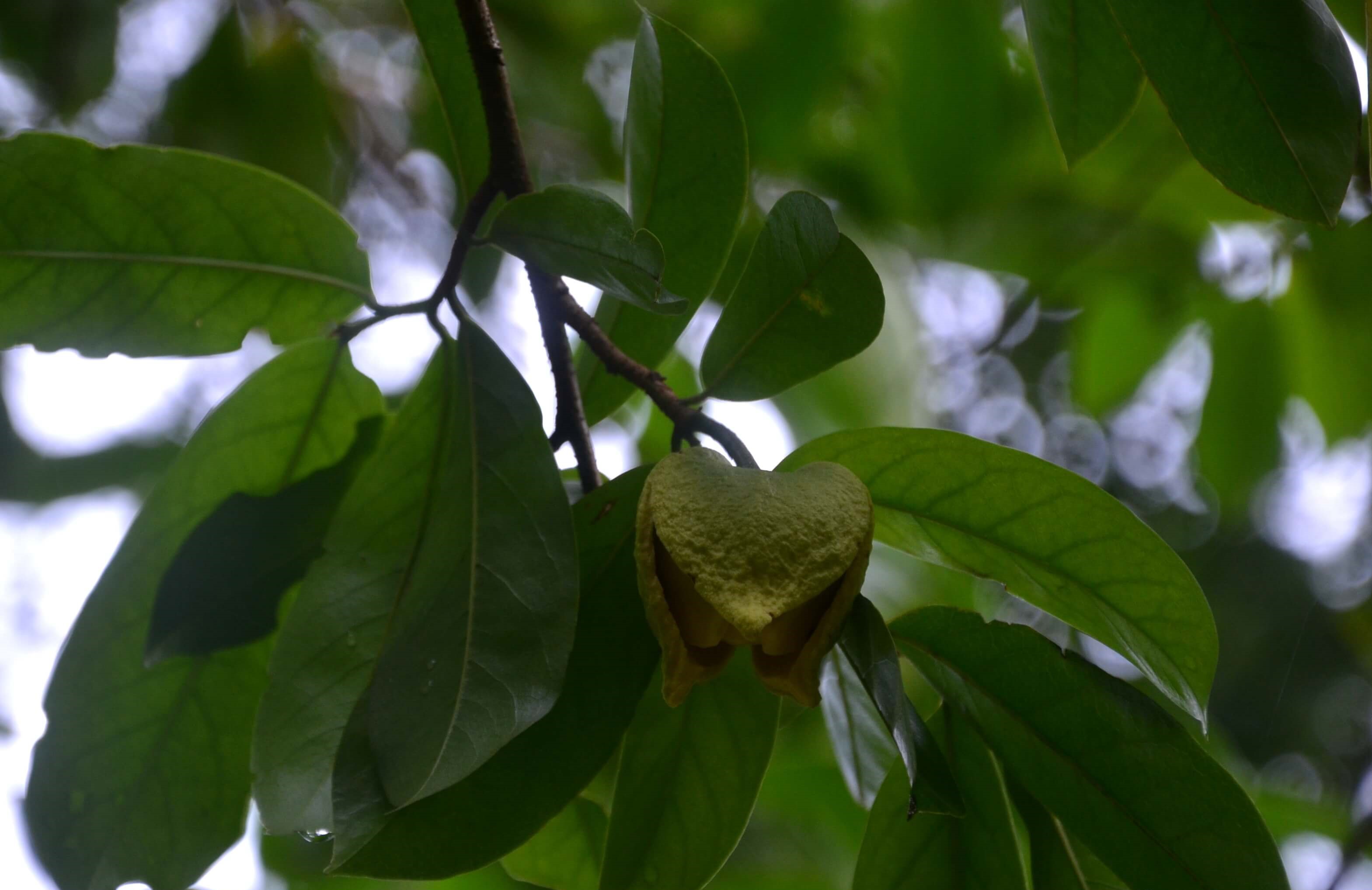 Thuru Kapakaru | Tree List