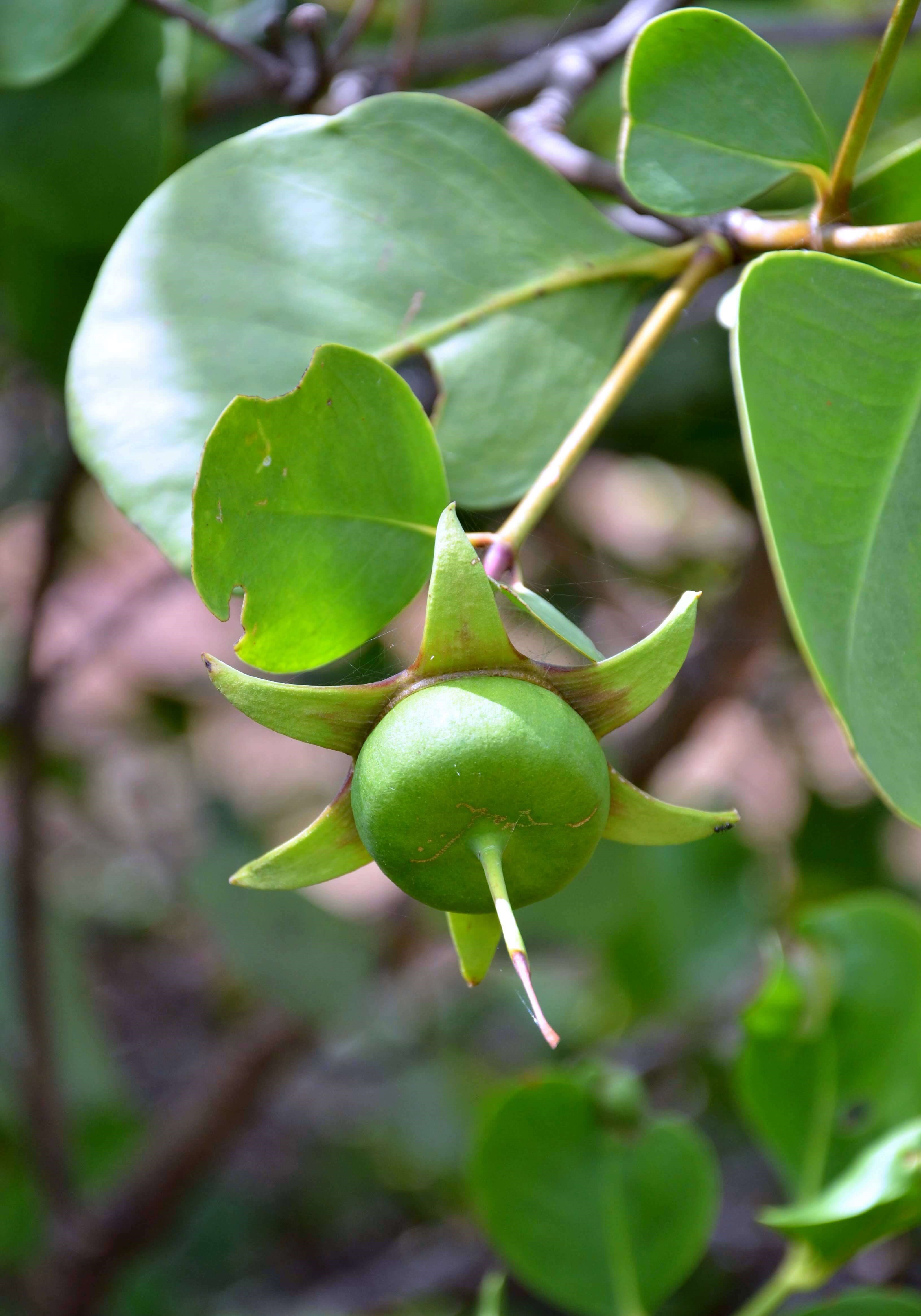 Thuru Kapakaru | Tree List