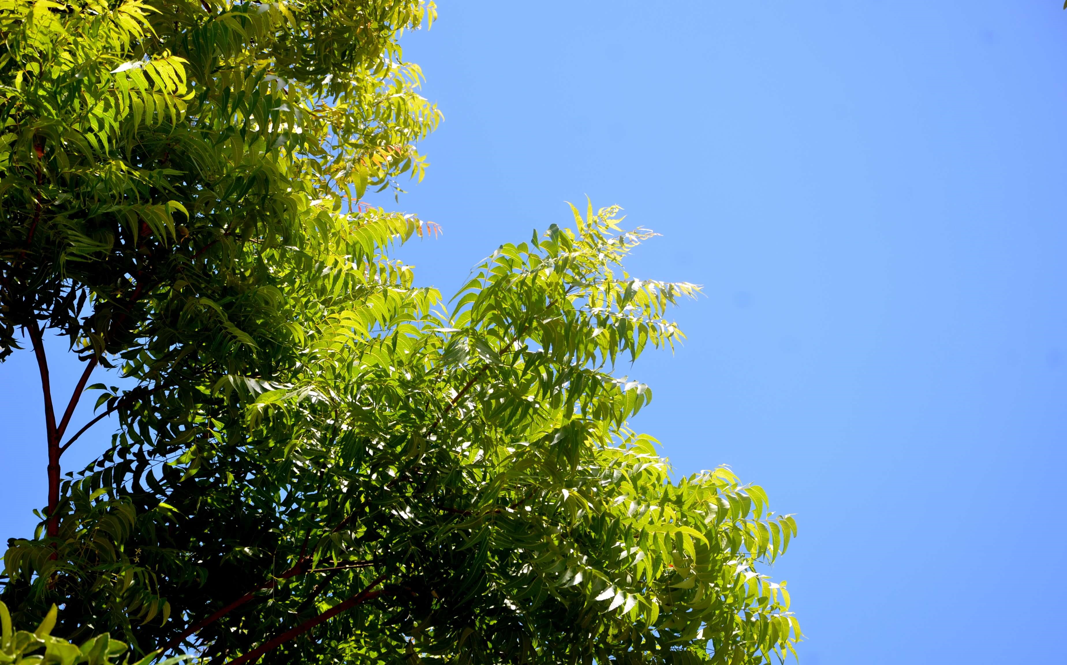 Thuru Kapakaru | Tree List