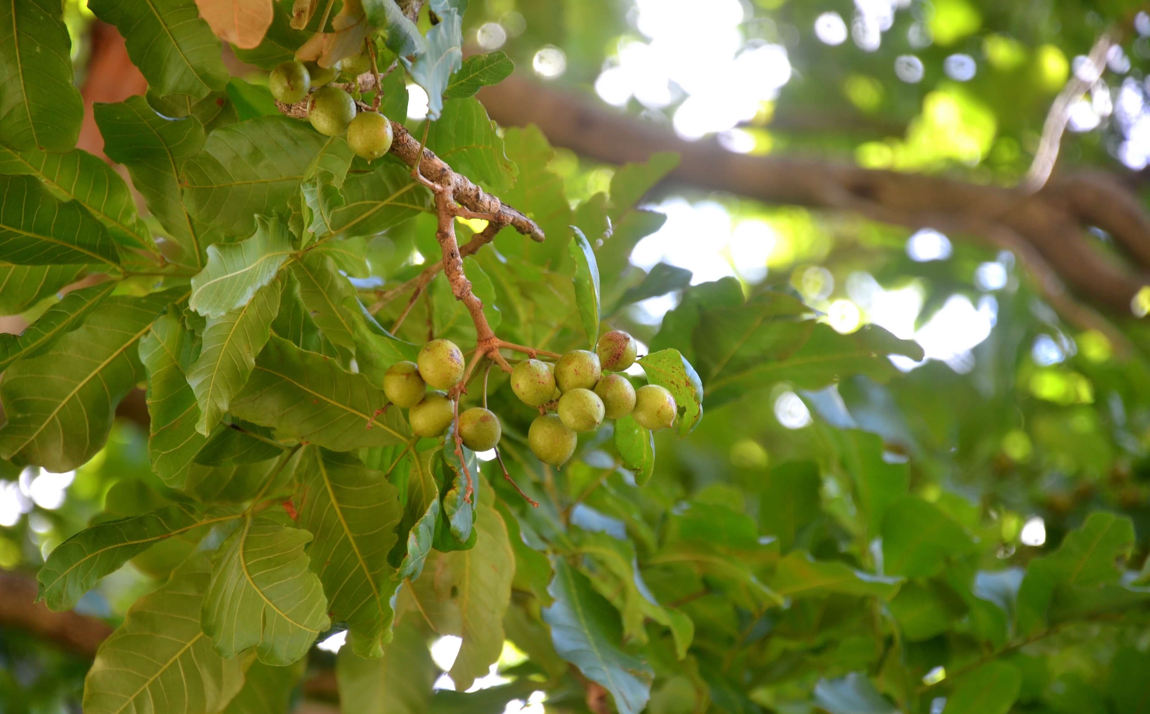 Thuru Kapakaru | Tree List