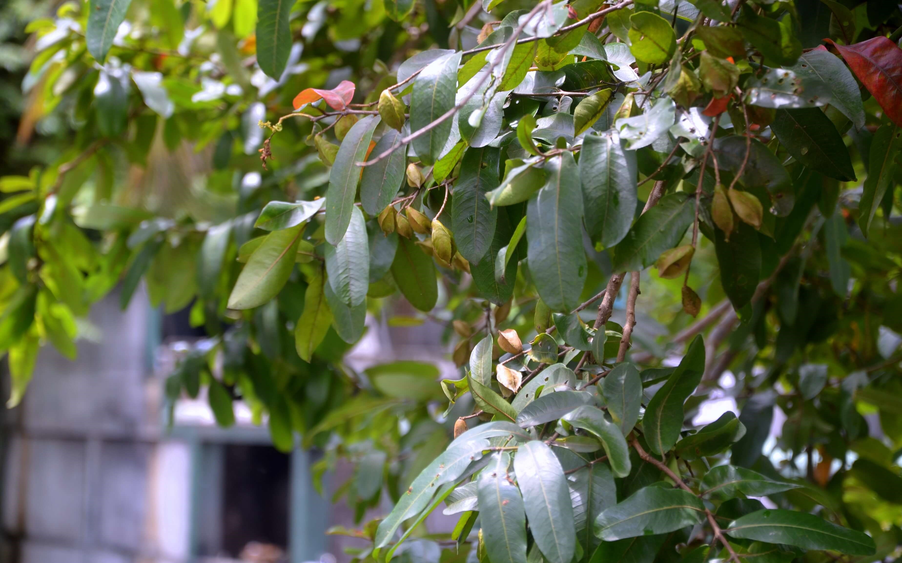 Thuru Kapakaru | Tree List