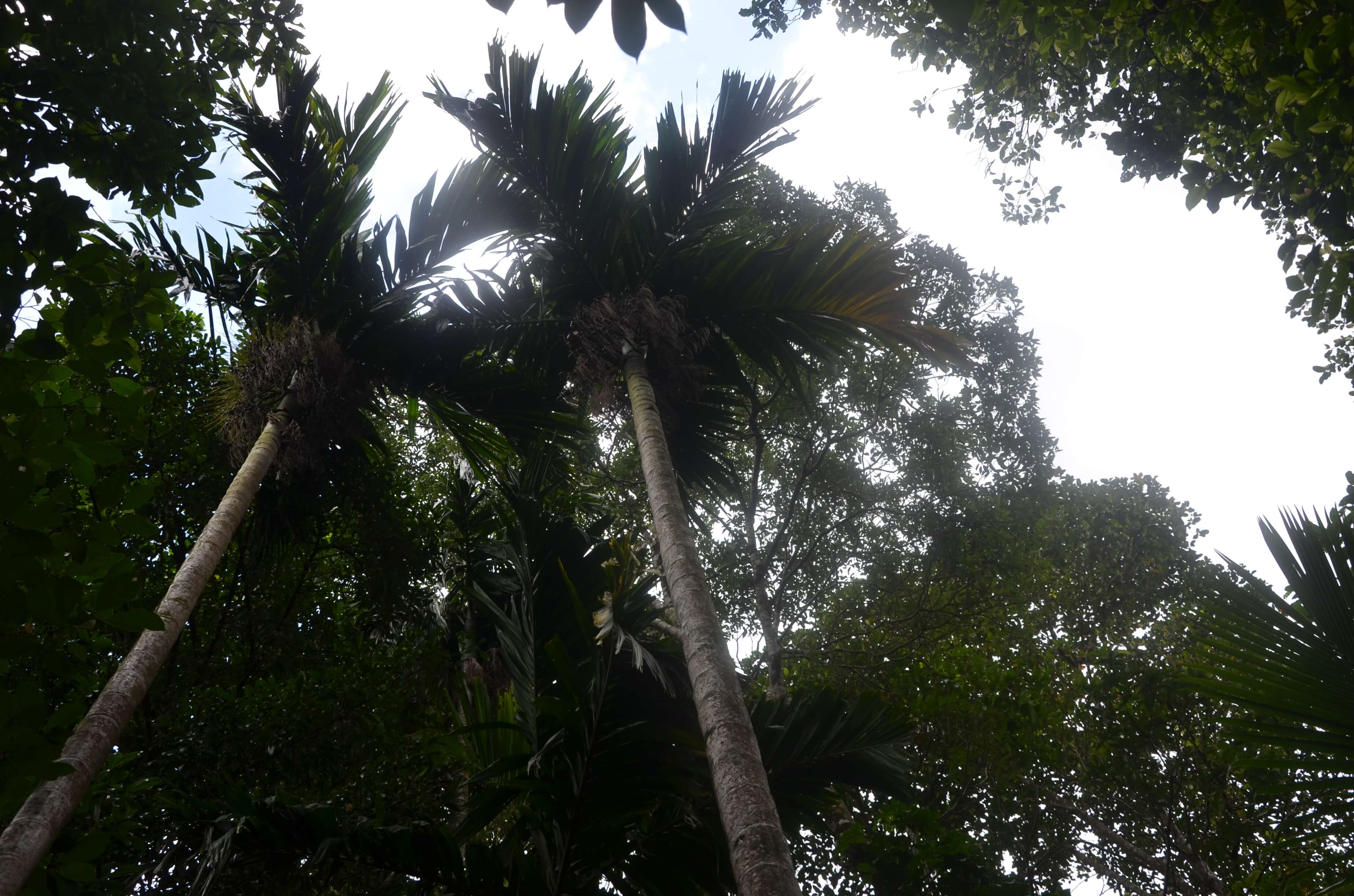 Thuru Kapakaru | Tree